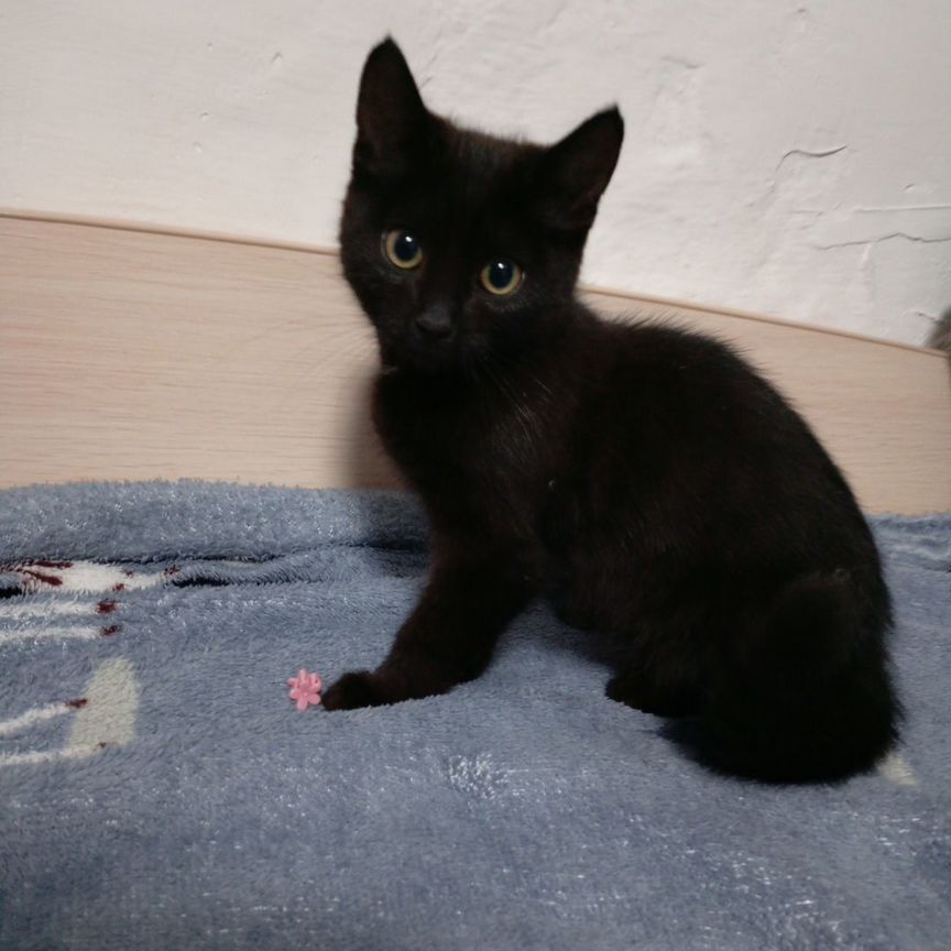 Бегемот, Пупок и Шанелька ищут дом