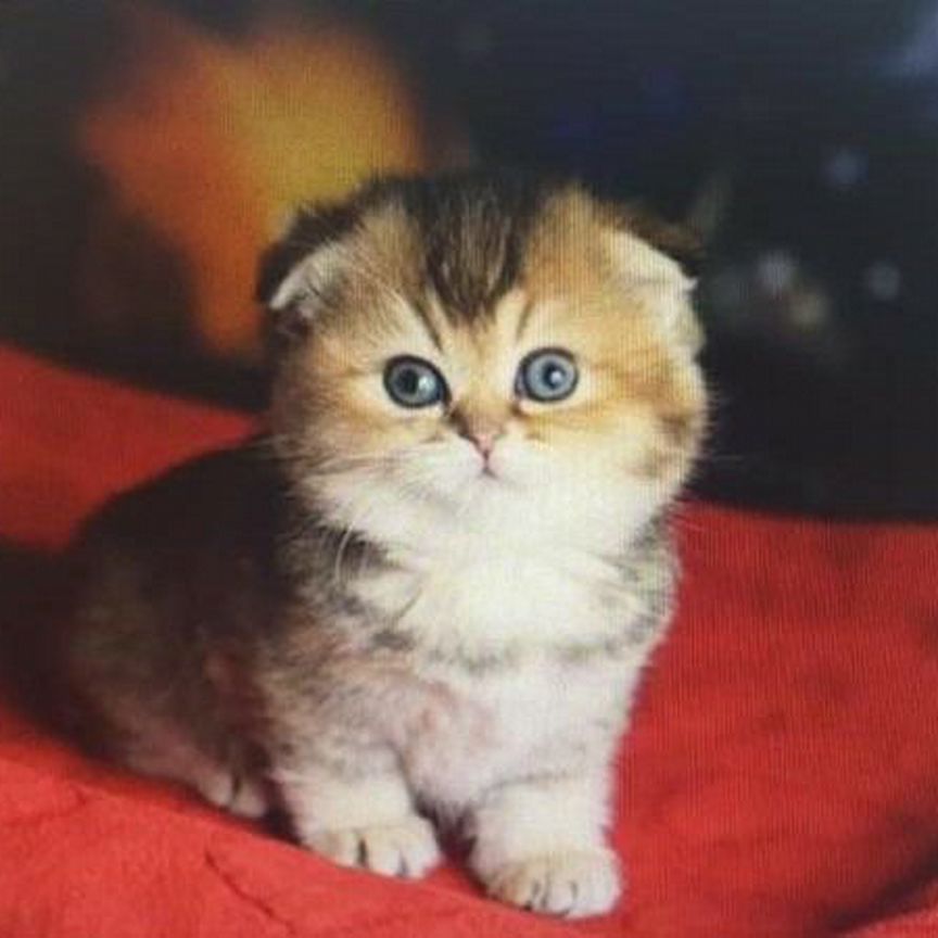 Вислоухие котята