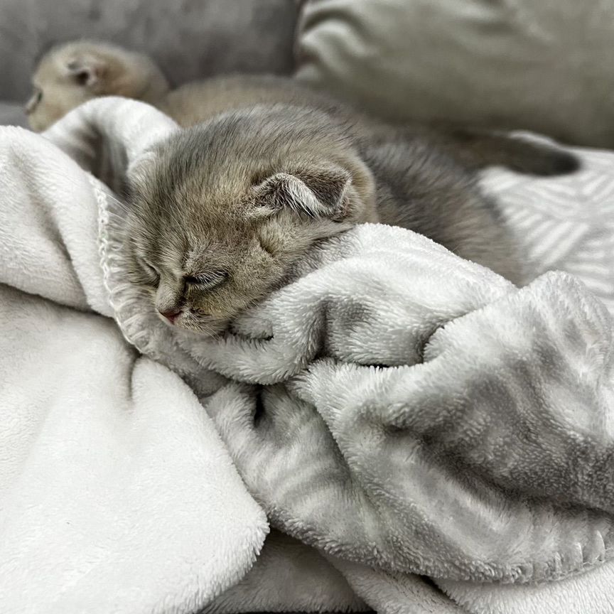 Шотландский вислоухий короткошёрстный котёнок