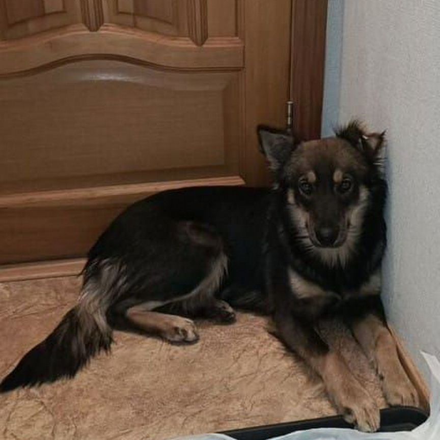 Оч добр подрос собач,стерелизован ищет дом