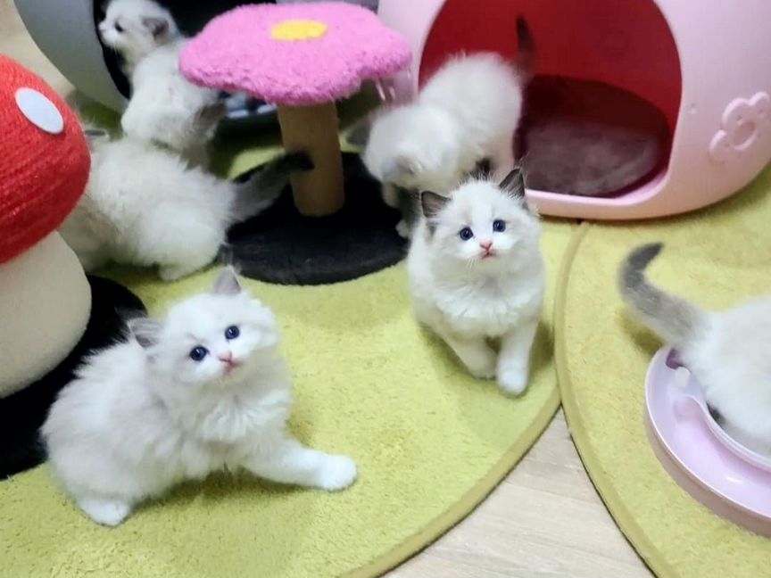 Ragdoll котята