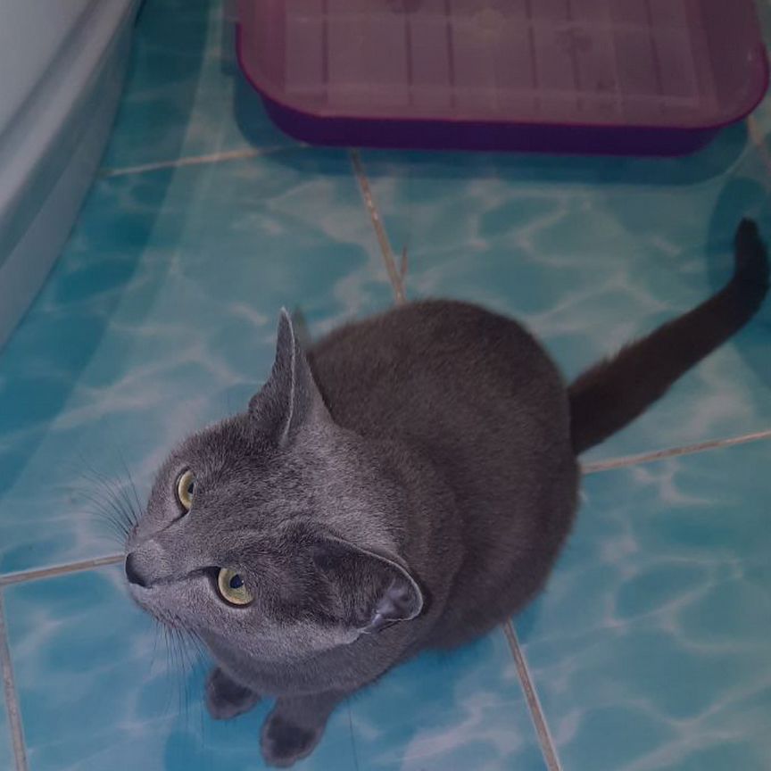 Русская голубая, взрослая кошка