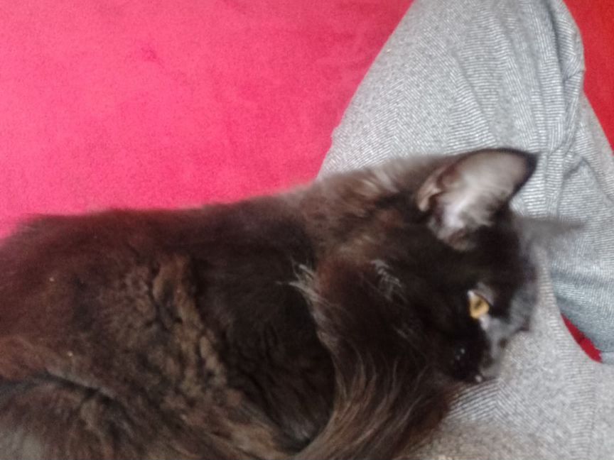 Кота ищу потеряшку