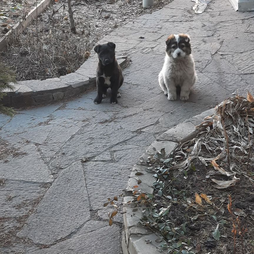 Собака в добрые руки отдам бесплатно