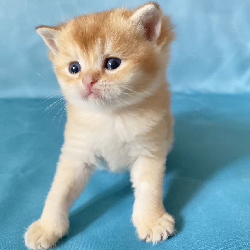 Шотландские котята