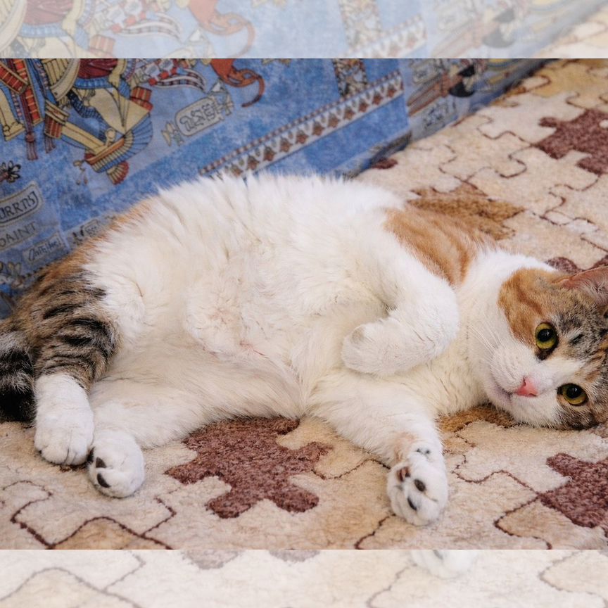 Европейская короткошёрстная, взрослая кошка