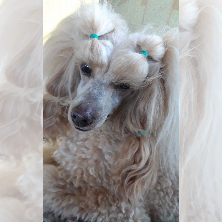 Щенки той пудель