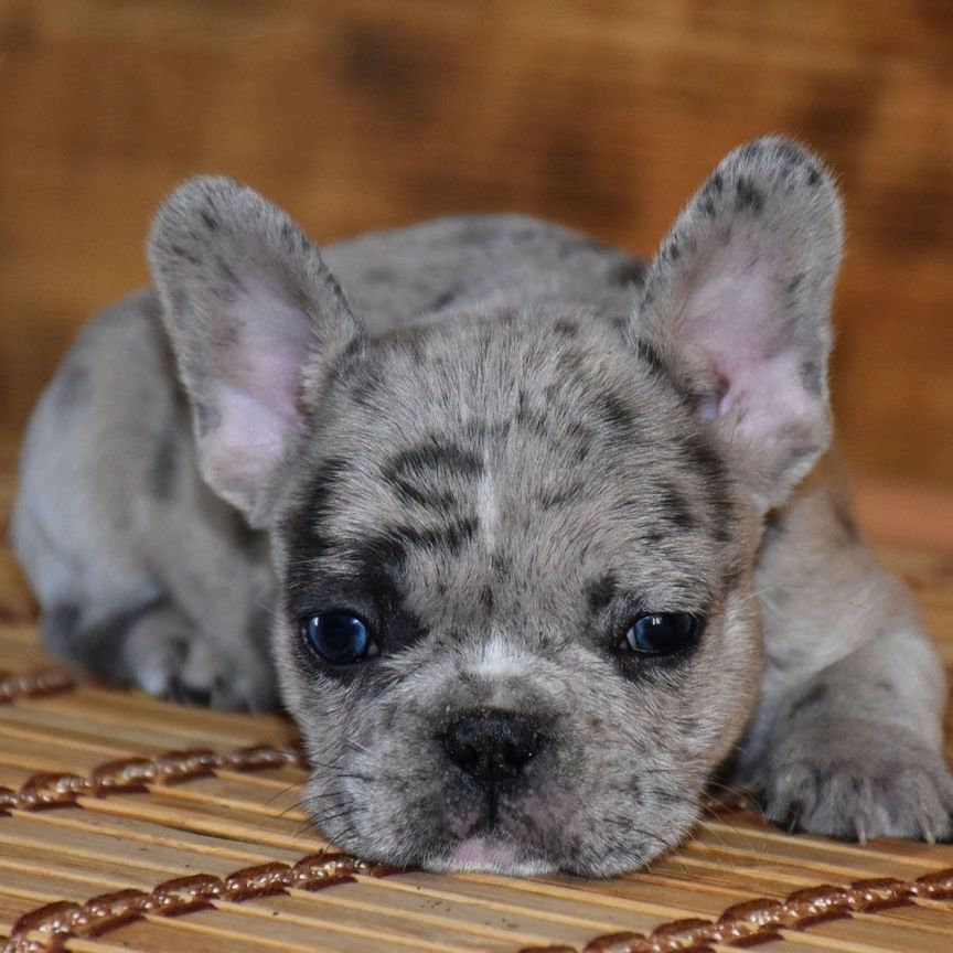 Французский бульдог, щенок