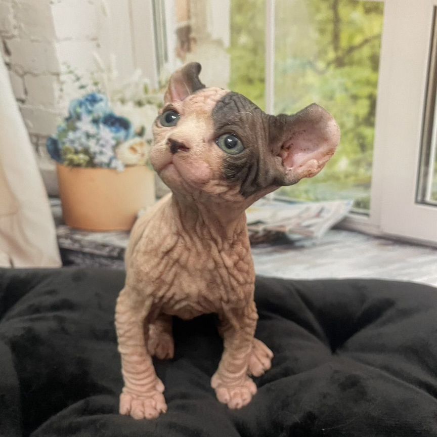 Канадский сфинкс эльф котенок