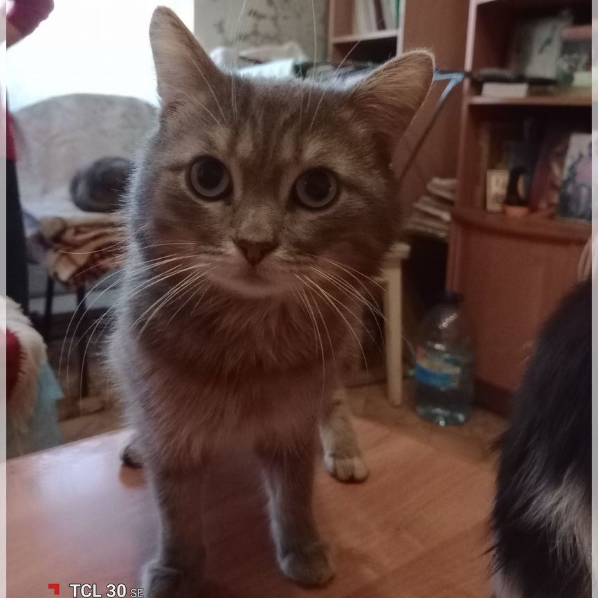 Взрослый кот в добрые руки