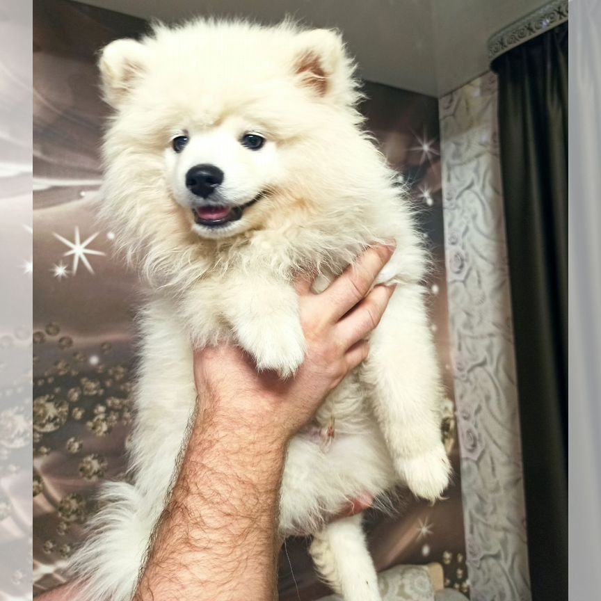 Щенок шпица мальчик