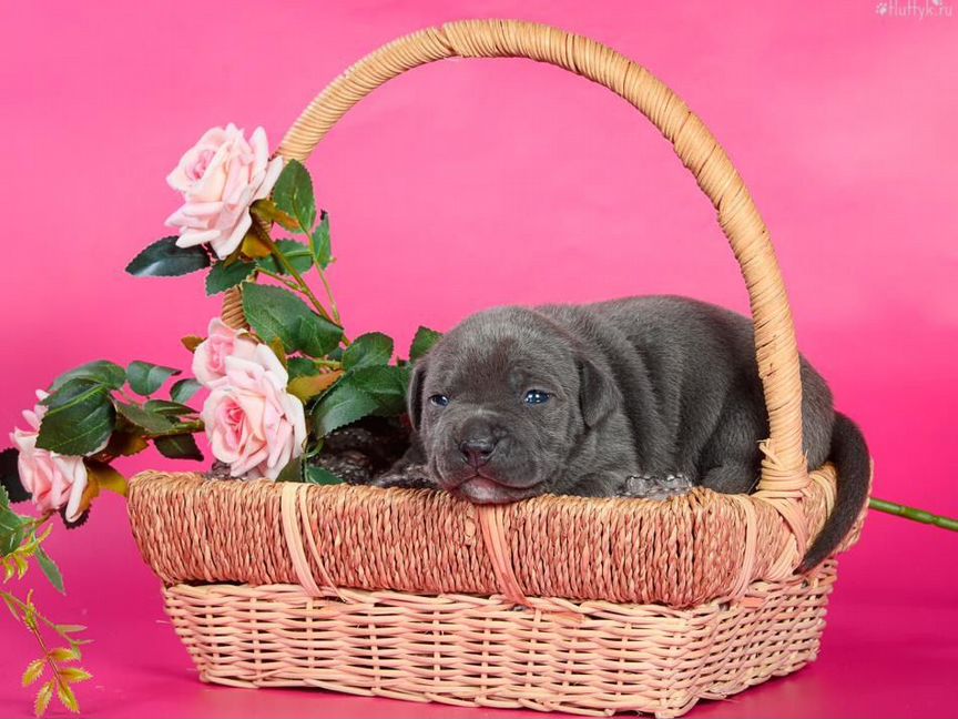 Американского стаффордширского терьера щенки