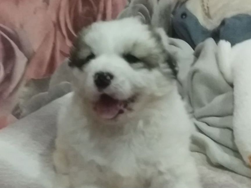 Среднеазиатская овчарка