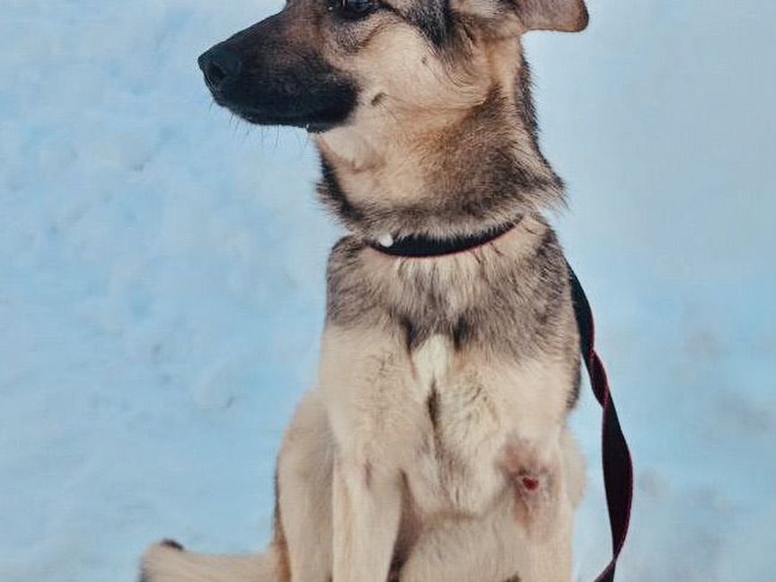 Букля малышка в дар