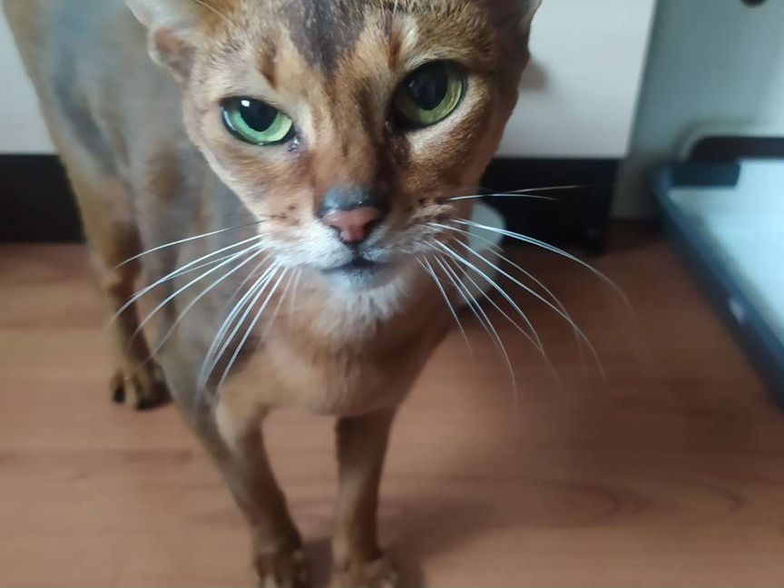 Отдам абиссинская