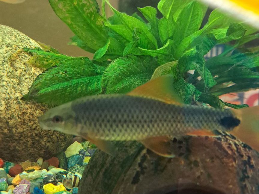 Аквариумные рыбы