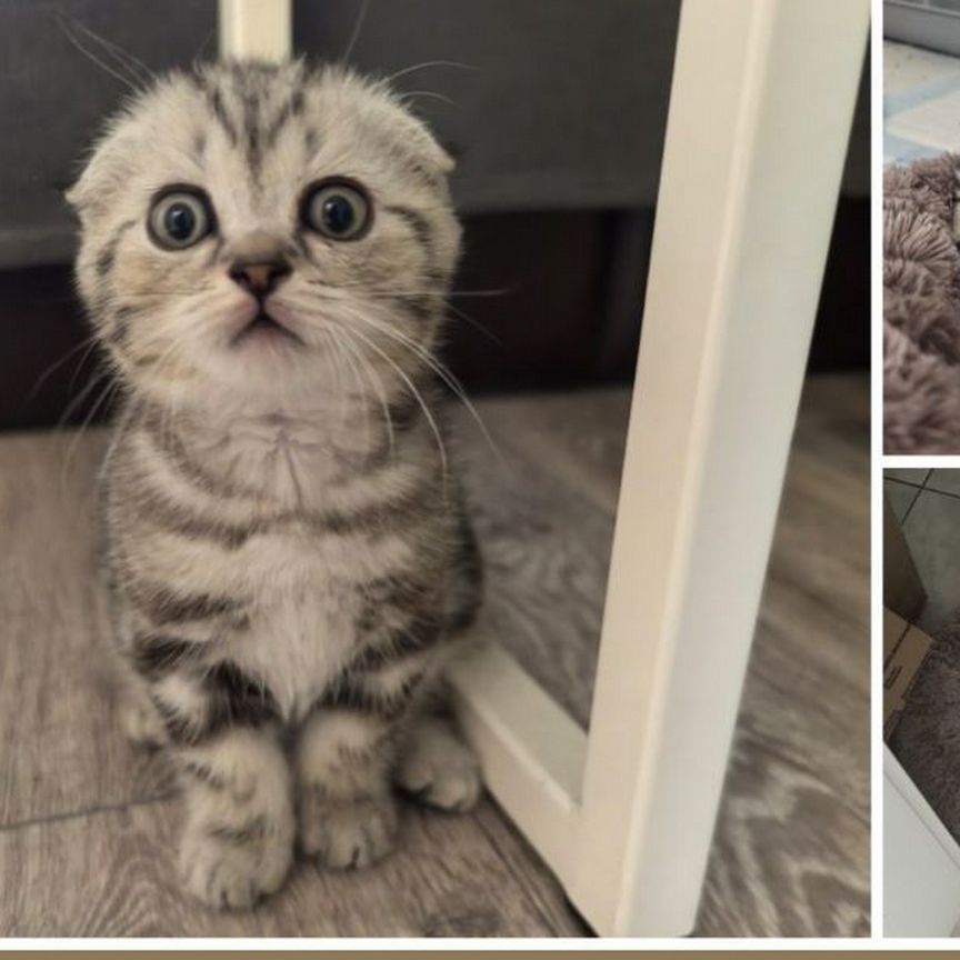Шотландские вислоухие котята