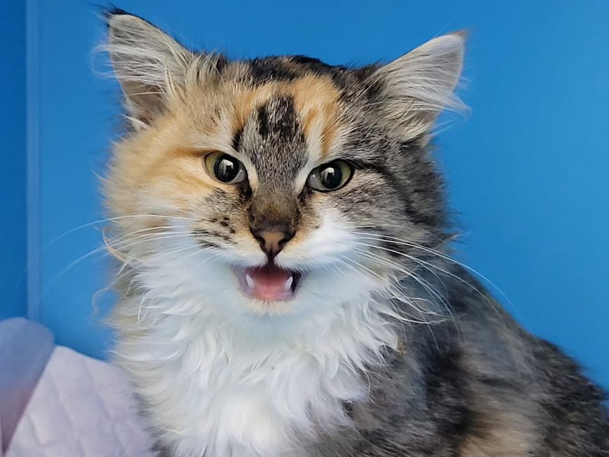 Котенок ищет семью