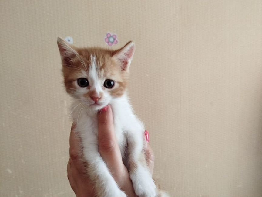 Порода сибирская кошка