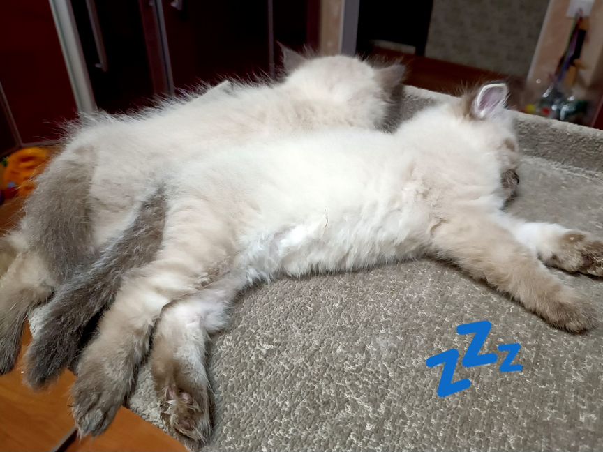 Невские маскарадные мальчики ищут любящую семью