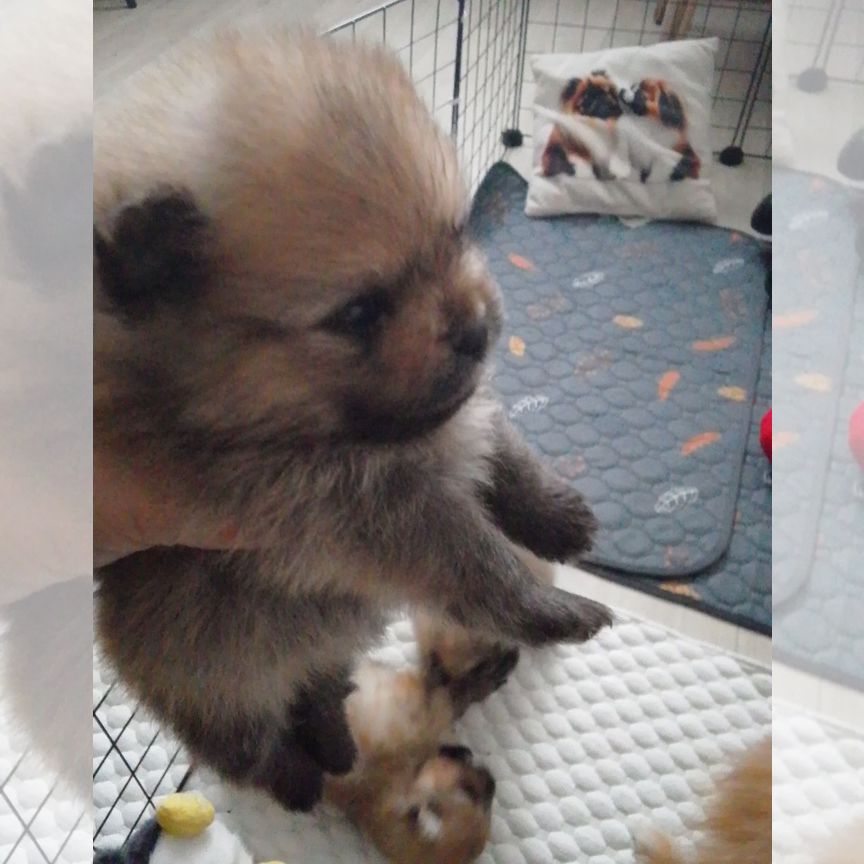 Померанский шпиц, щенок