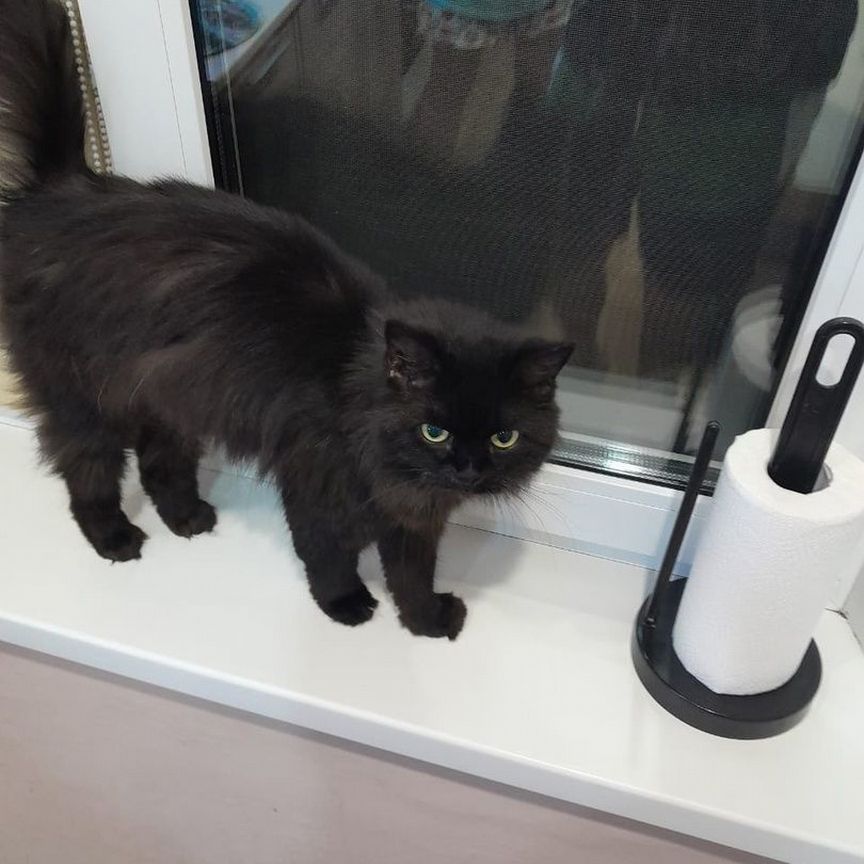 Кошечка Тина