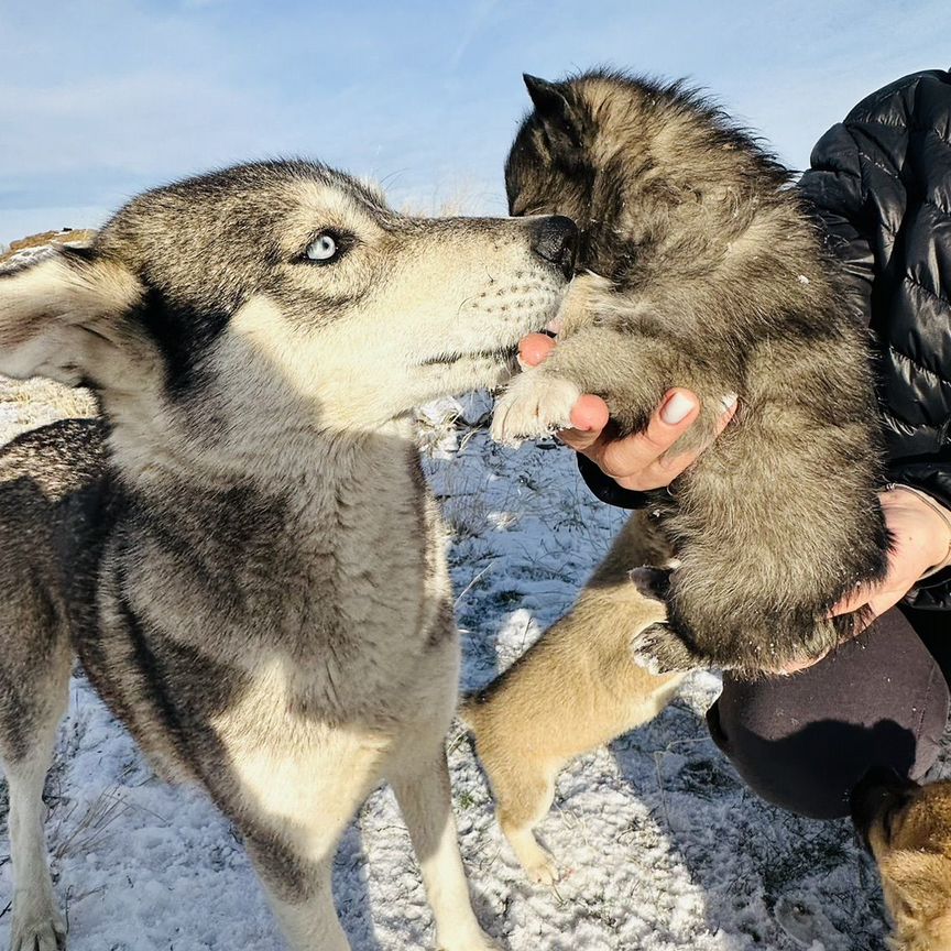 Щенок в добрые руки бесплатно