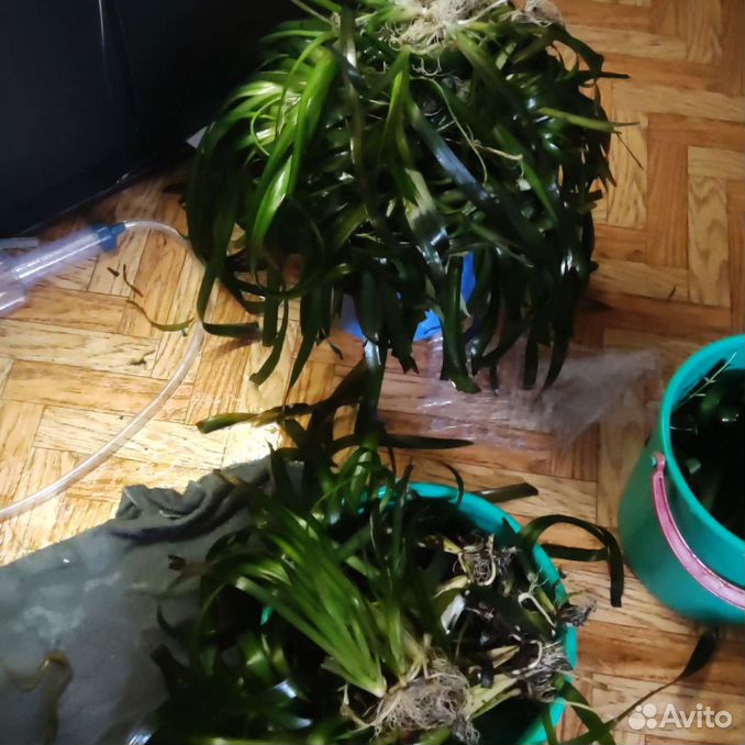 Валиснерия гигантская