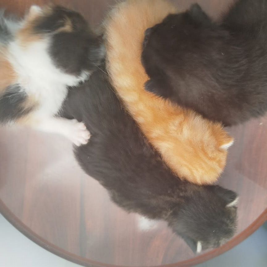 Котята в добрые руки бесплатно маленькие