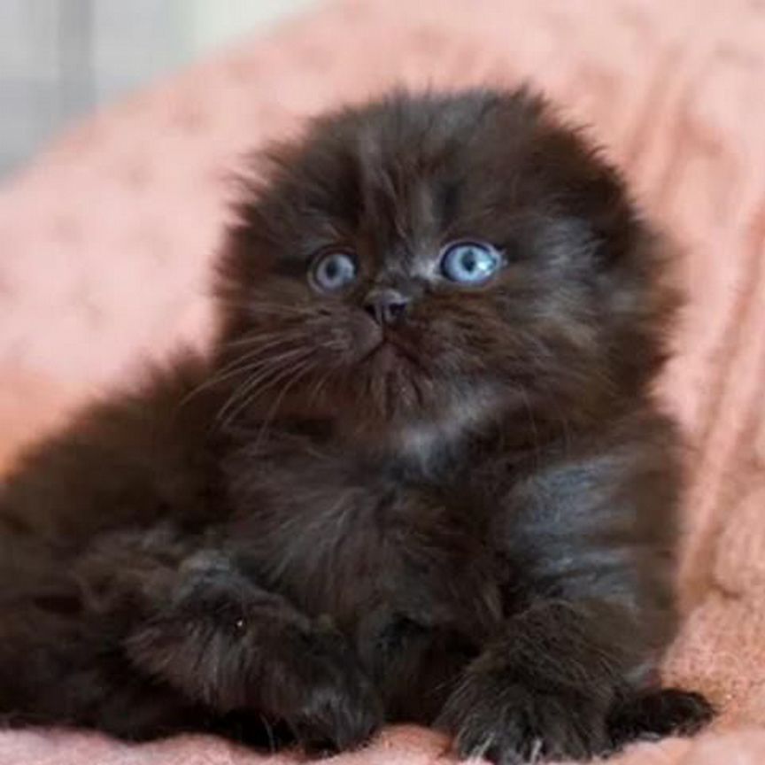 Котята шотландцы