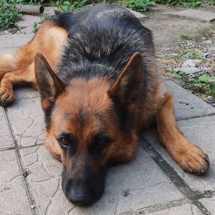 Немецкая овчарка, щенок