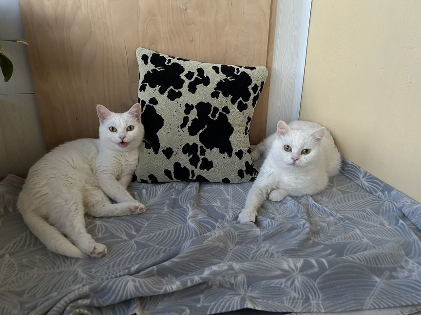 Кошки в добрые руки