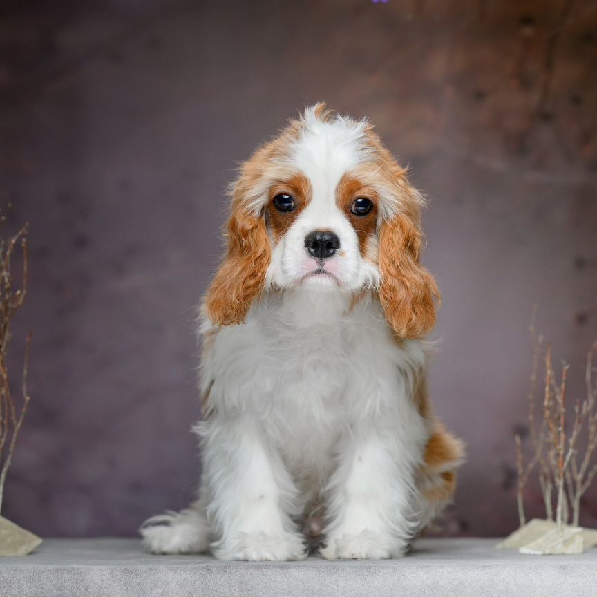 Кавалер кинг чарльз спаниель