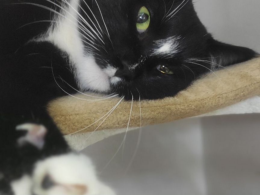 Кот
