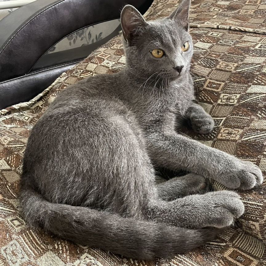 Потерялся кот