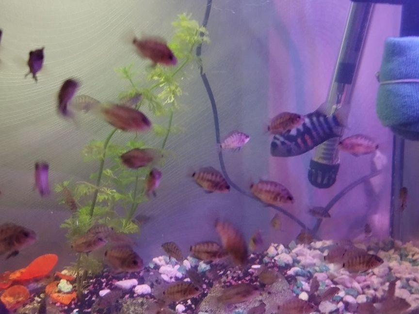 Аквариумные рыбки мальки