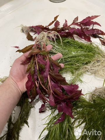 Аквариумные растения прополка