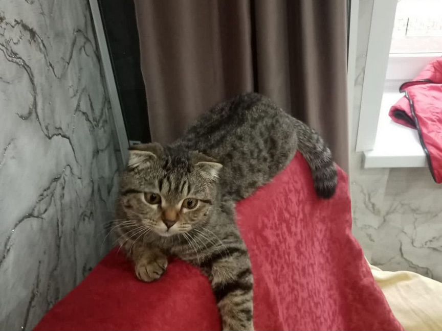 Кошечка в добрые руки