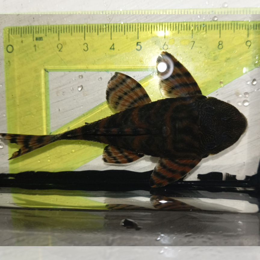 Номерной сом L 397 Красная Зебра (Panaqolus)