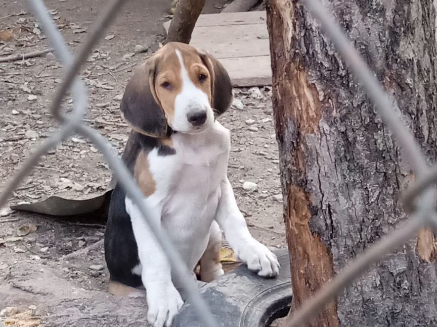 Собака