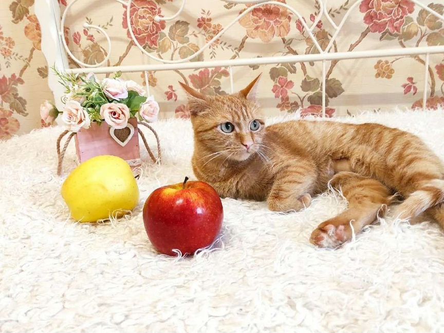 Кошка Моника