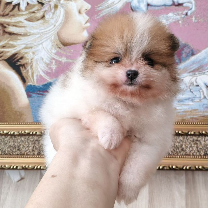 Померанский шпиц, щенок