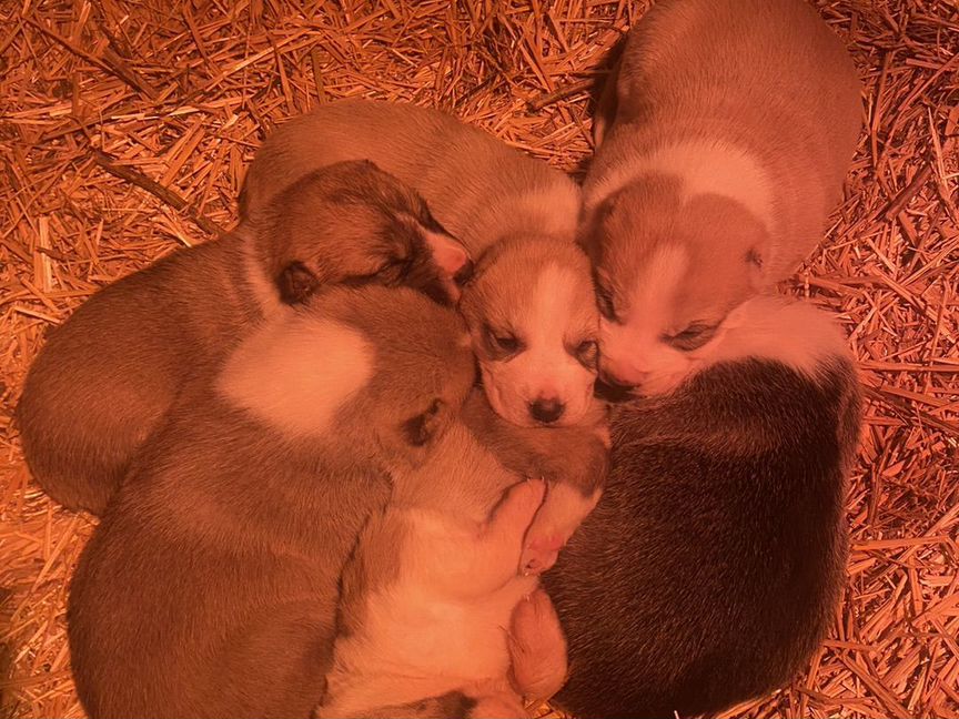 Кавказский волкодав