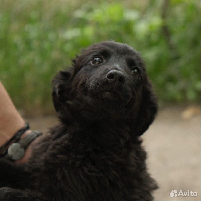 Щенуля красотуля