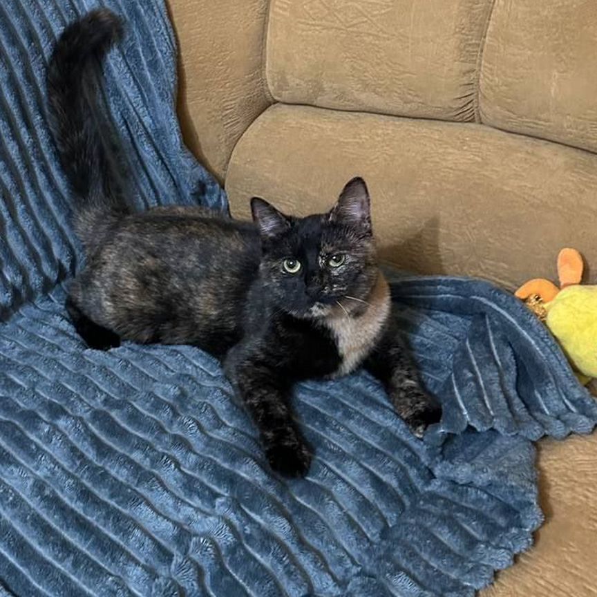 Взрослая, Девочка кошка в добрые руки