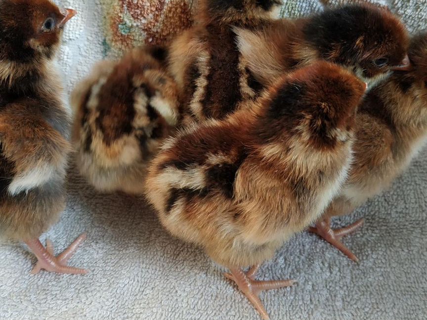 Цыплята Барневельдер