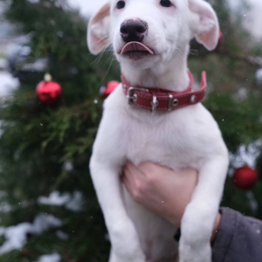 Щенок в добрые руки