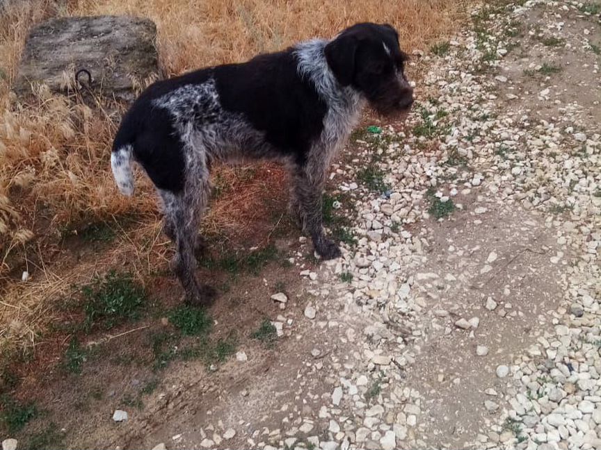 Дратхаар бесплатно