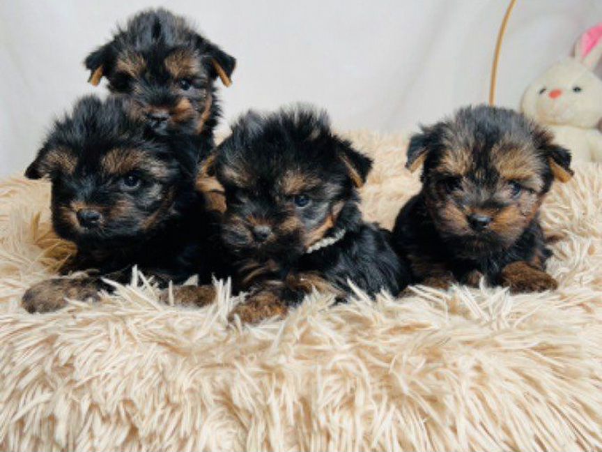 Йоркширский терьер щенки