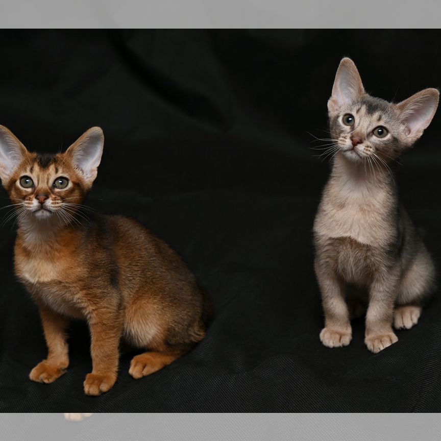 Абиссинский котёнок